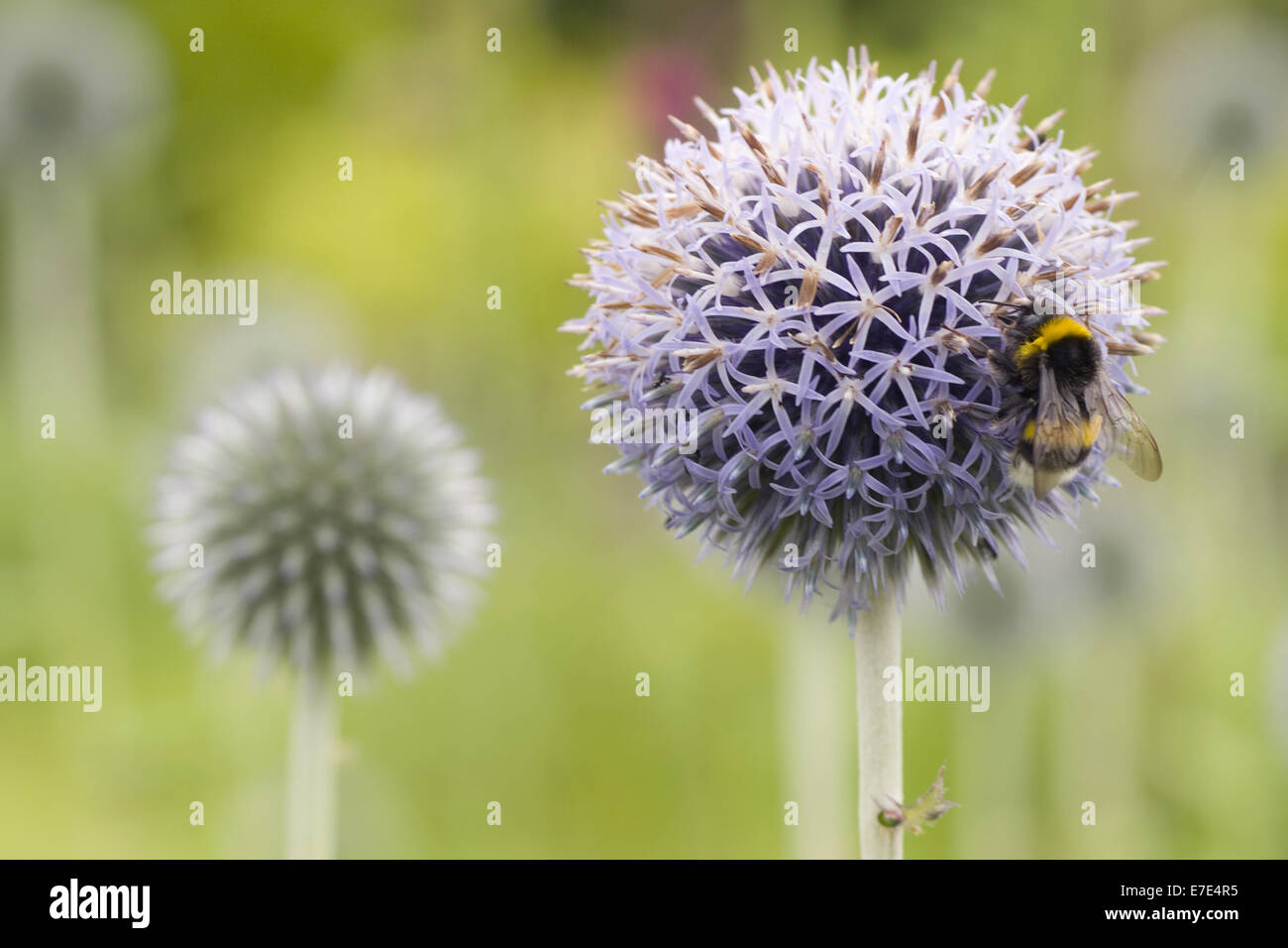 globe thistle, echinops exaltatus Stock Photo - Alamy