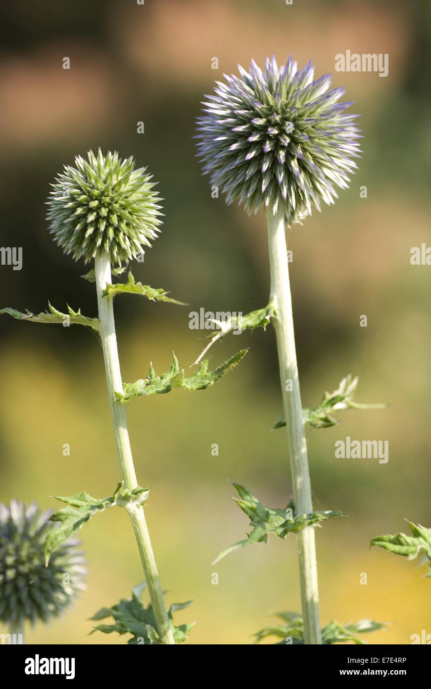 Echinops Ritro Stock Photos & Echinops Ritro Stock Images - Alamy