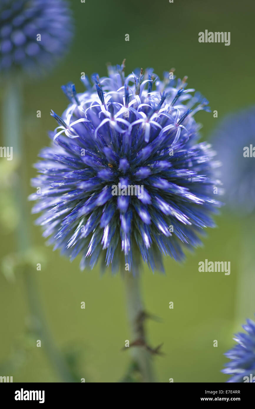 Echinops Ritro High Resolution Stock Photography and Images - Alamy