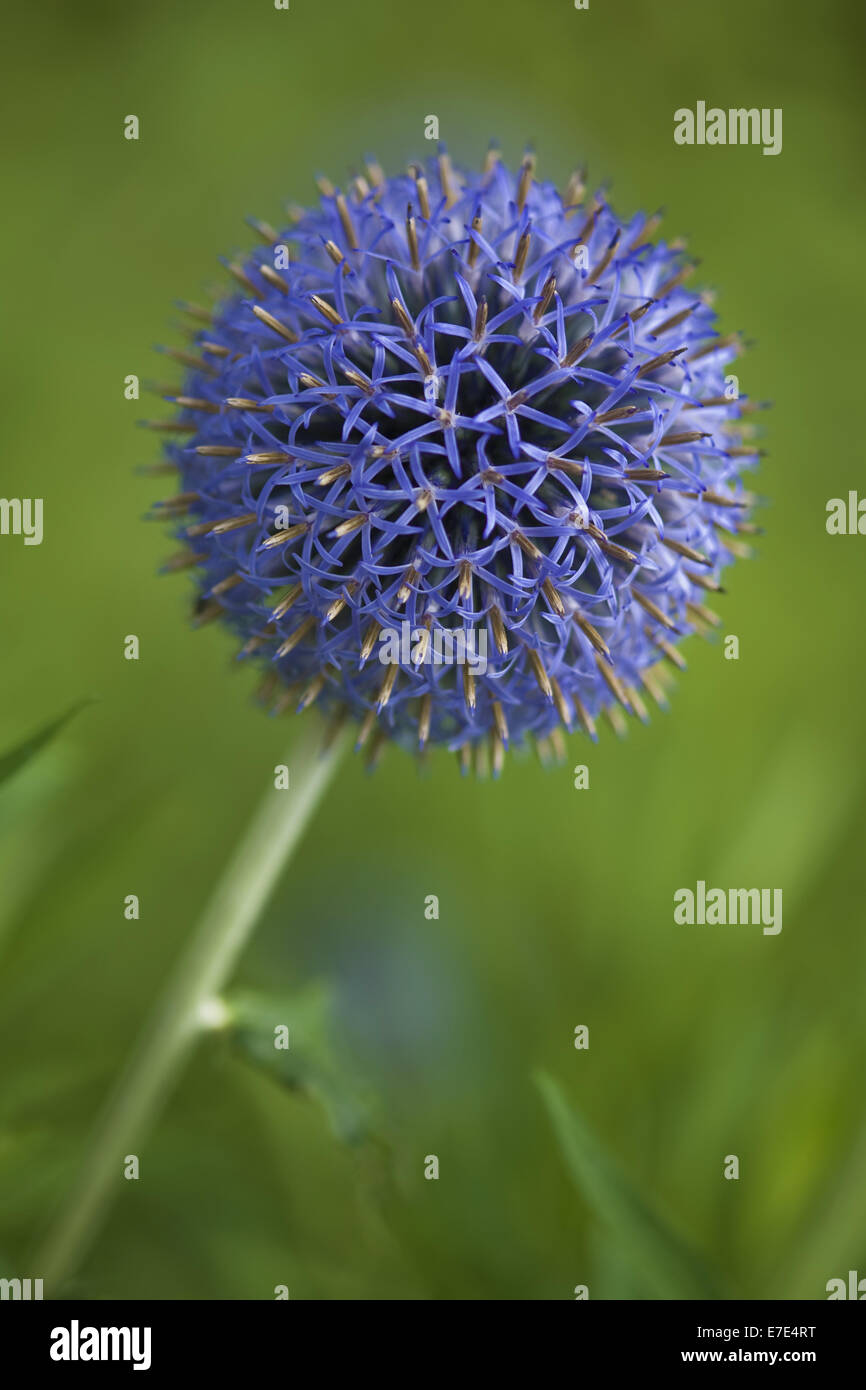 Globe thistle hi-res stock photography and images - Alamy