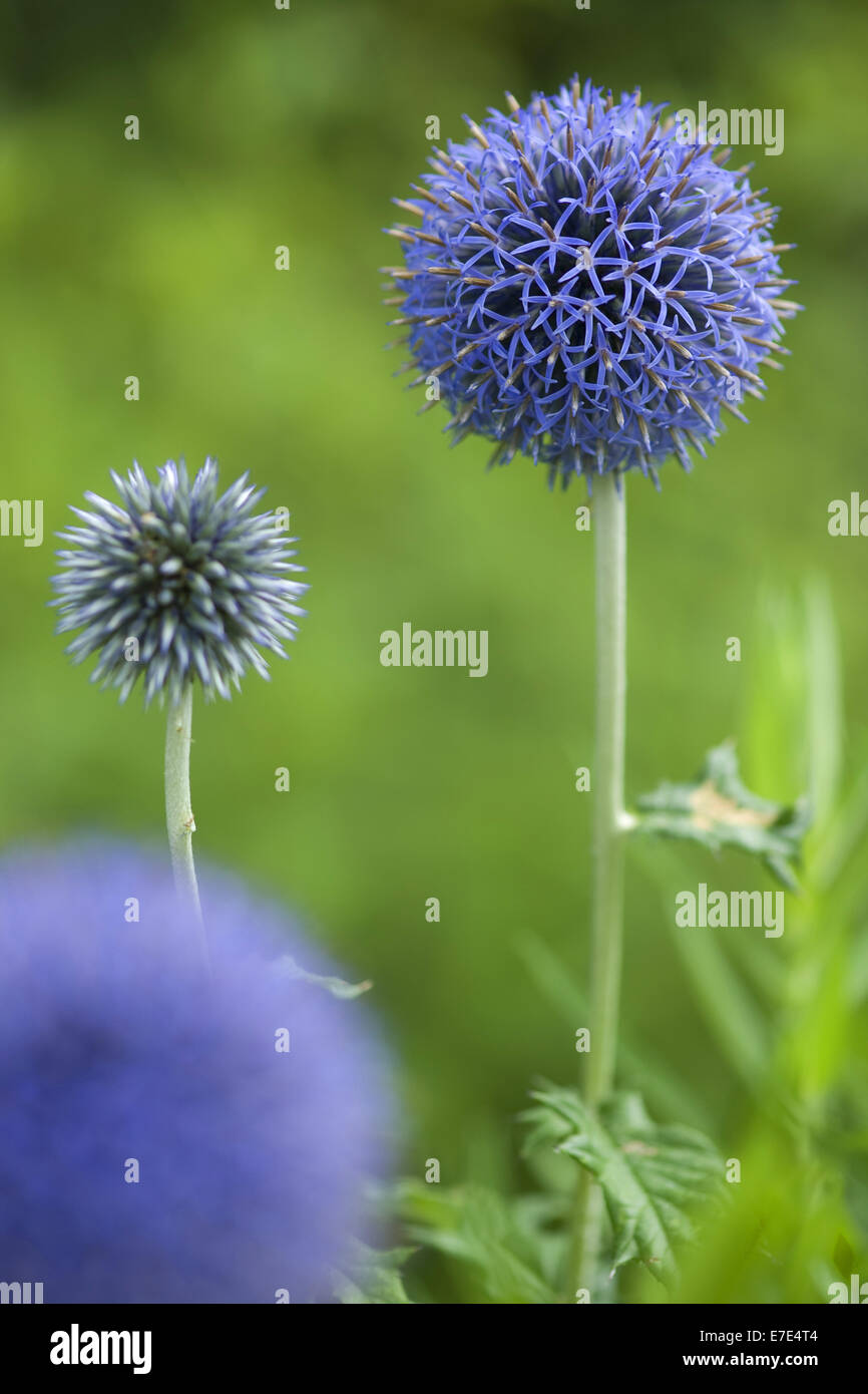 Echinops hi-res stock photography and images - Alamy