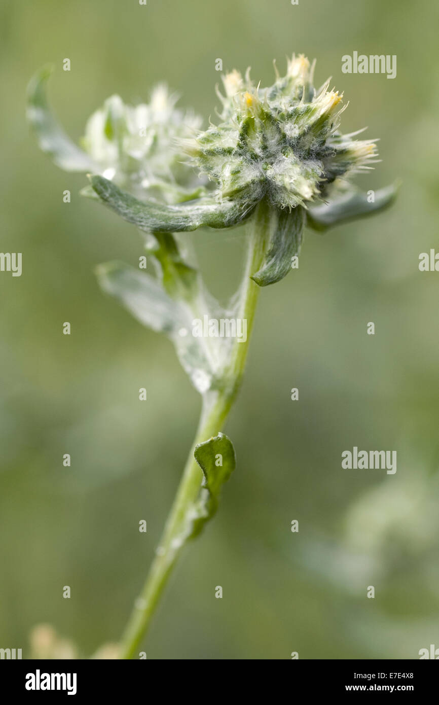 Common cottonrose hi-res stock photography and images - Alamy