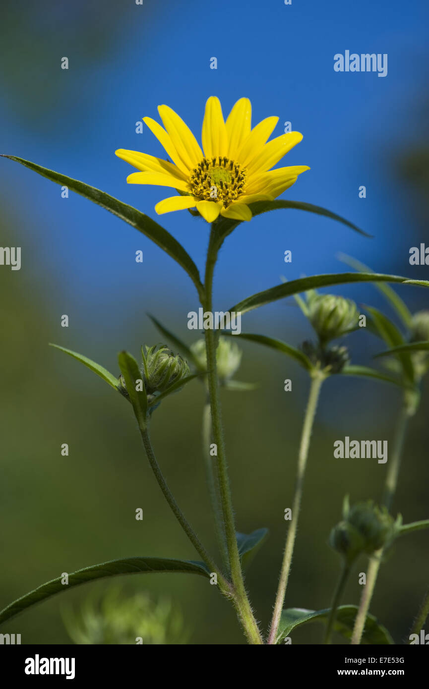 Giant sunflower hi-res stock photography and images - Alamy