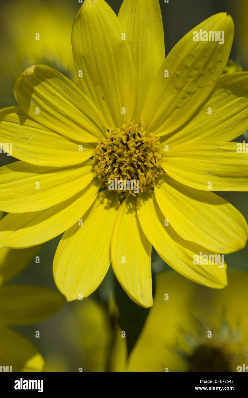 giant sunflower, helianthus giganteus Stock Photo - Alamy
