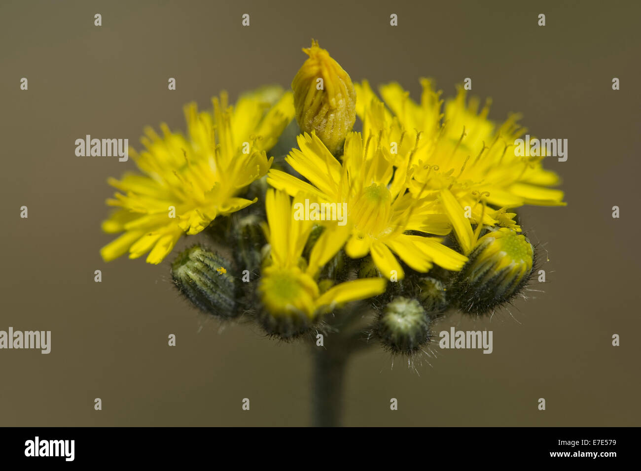 meadow hawkweed, hieracium caespitosum Stock Photo - Alamy