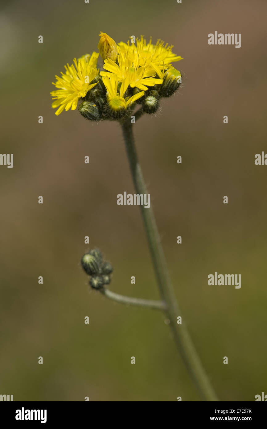 meadow hawkweed, hieracium caespitosum Stock Photo - Alamy