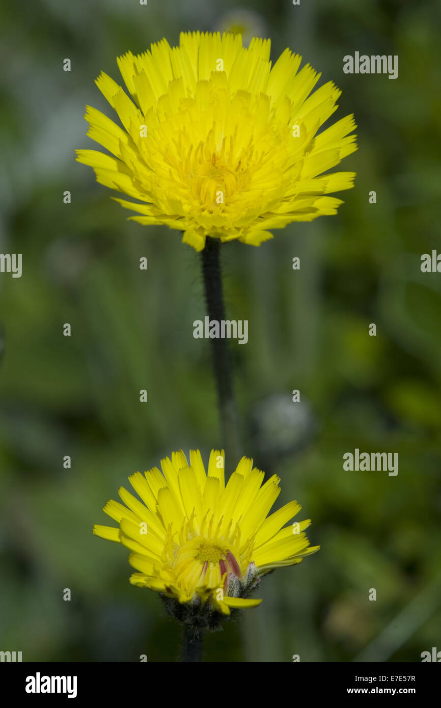 meadow hawkweed, hieracium caespitosum Stock Photo - Alamy