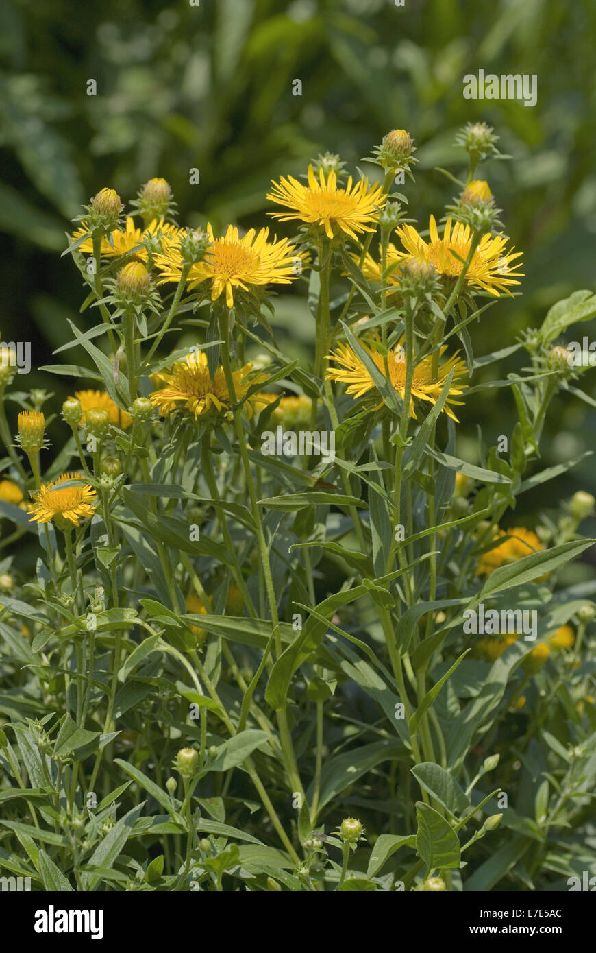 Inula Flowers High Resolution Stock Photography and Images - Alamy