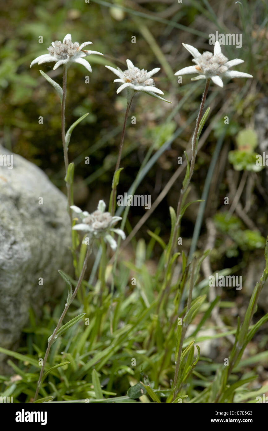 Edelweiss hi-res stock photography and images - Alamy