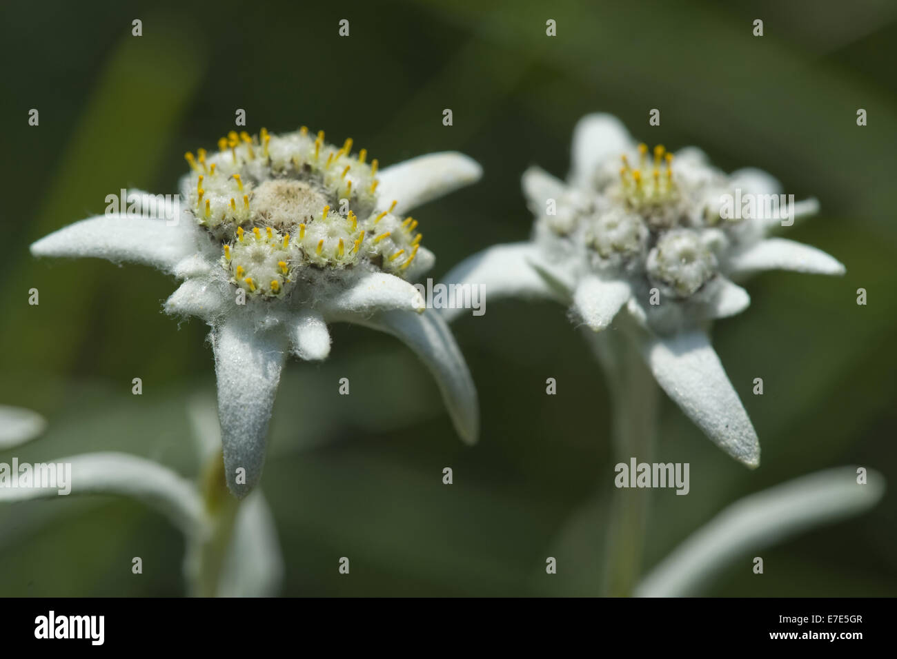 edelweiss, leontopodium alpinum Stock Photo - Alamy