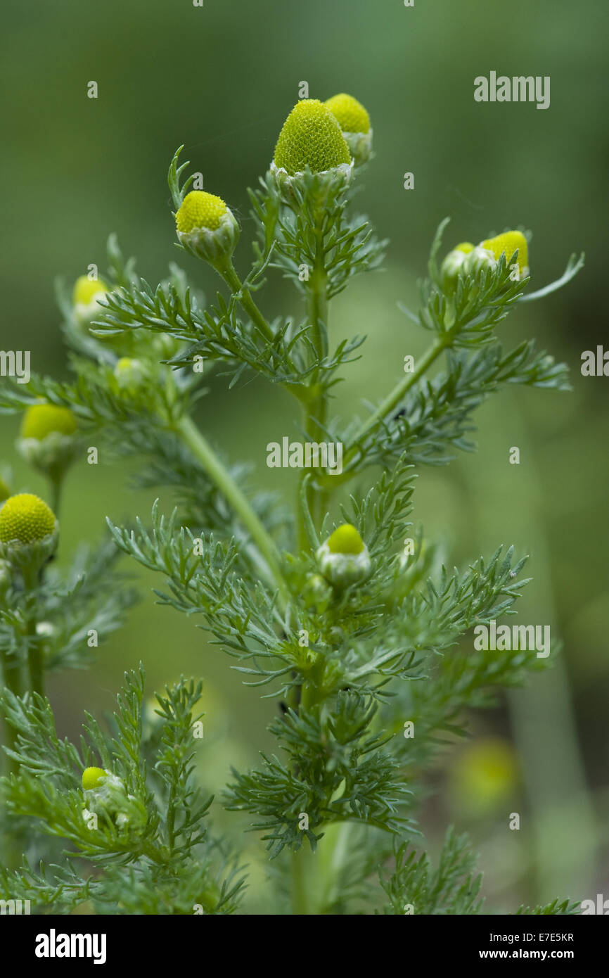 disc mayweed, matricaria discoidea Stock Photo - Alamy