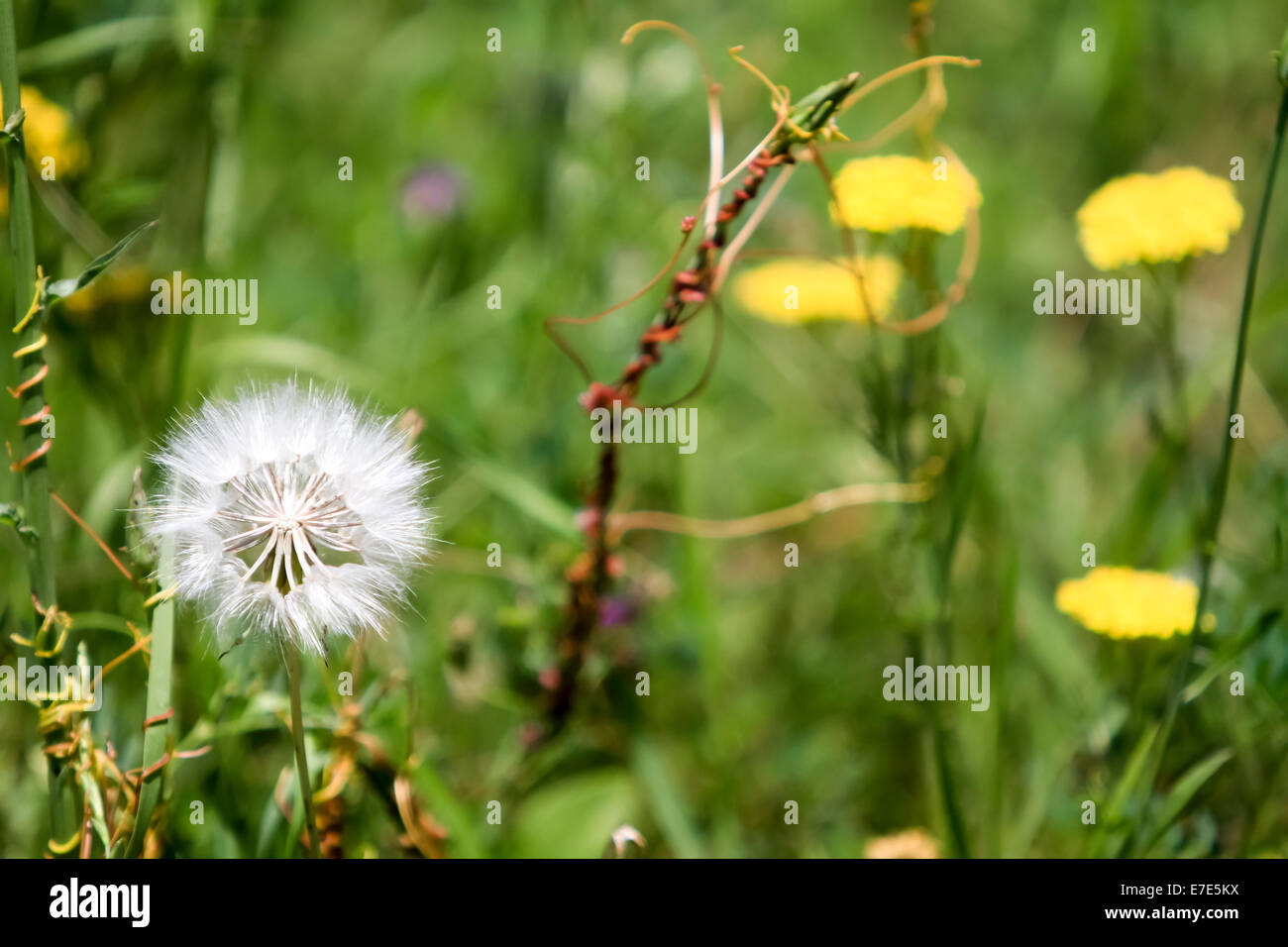 Dandelion seed germination hi-res stock photography and images - Alamy