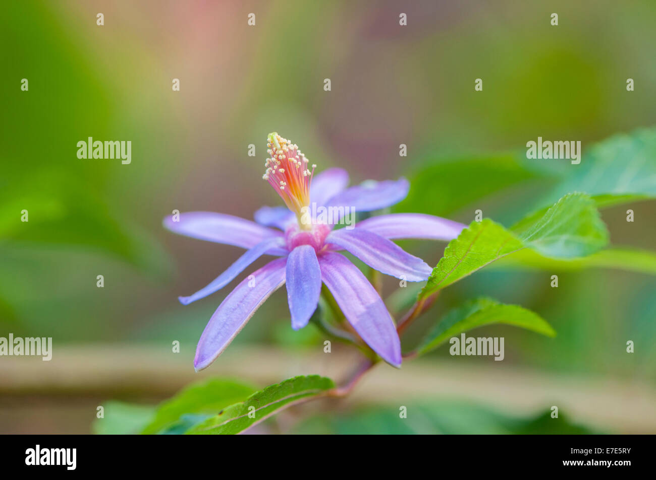 colorful flowers in the rainforest Stock Photo - Alamy