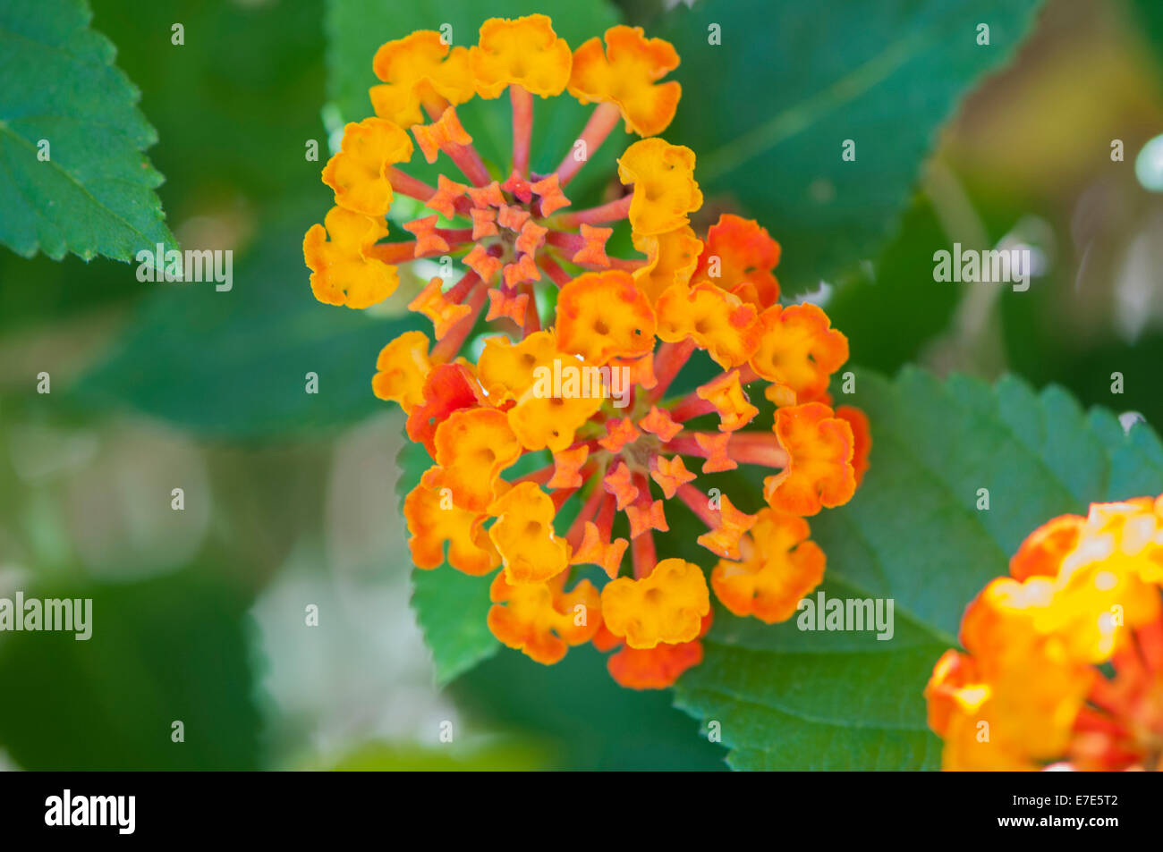 colorful flowers in the rainforest Stock Photo - Alamy