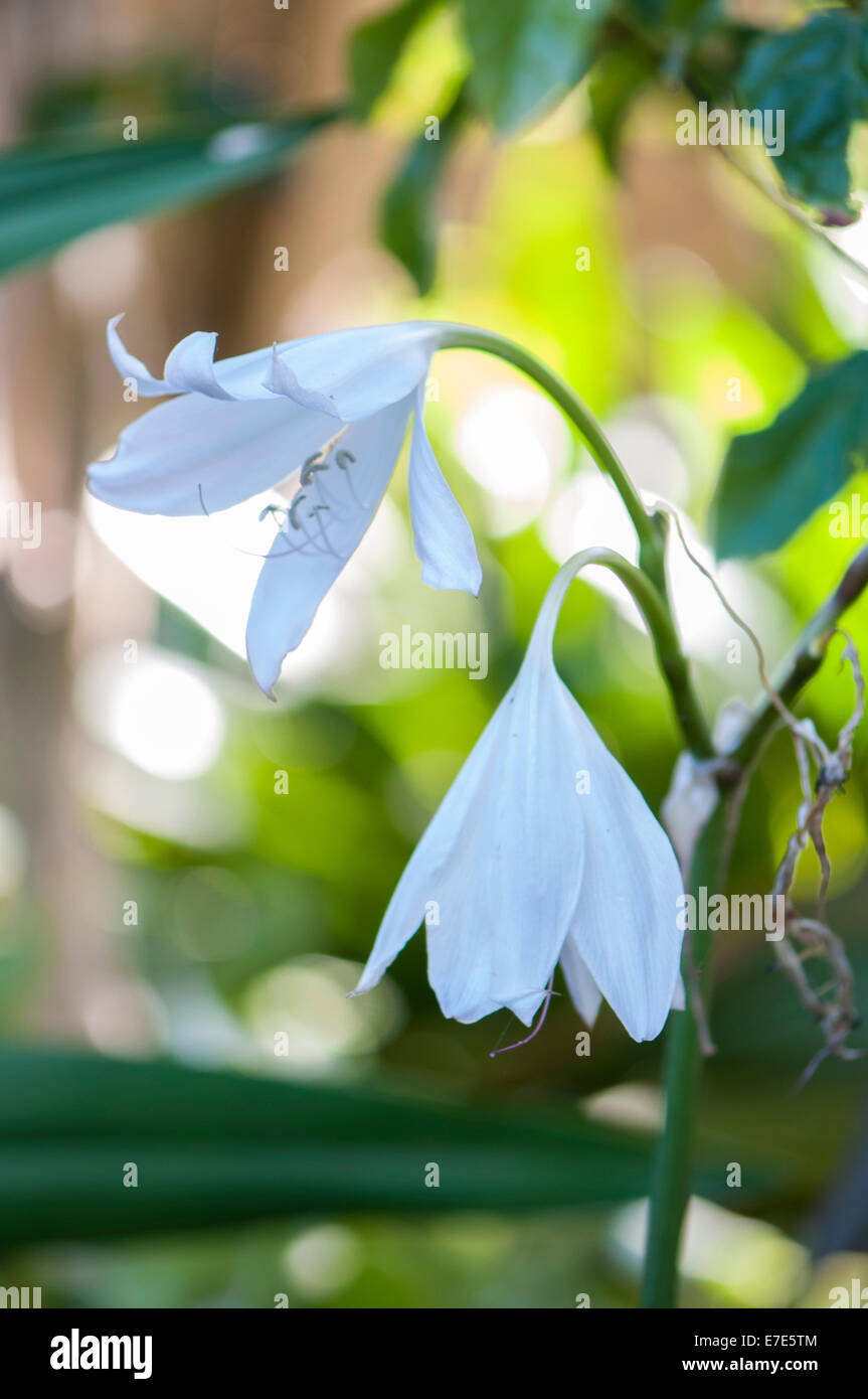 colorful flowers in the rainforest Stock Photo - Alamy