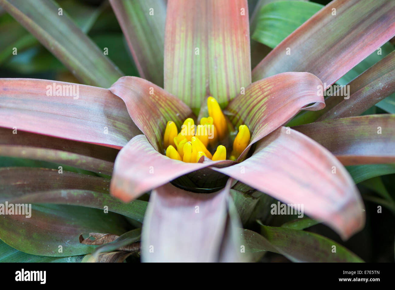 colorful flowers in the rainforest Stock Photo - Alamy