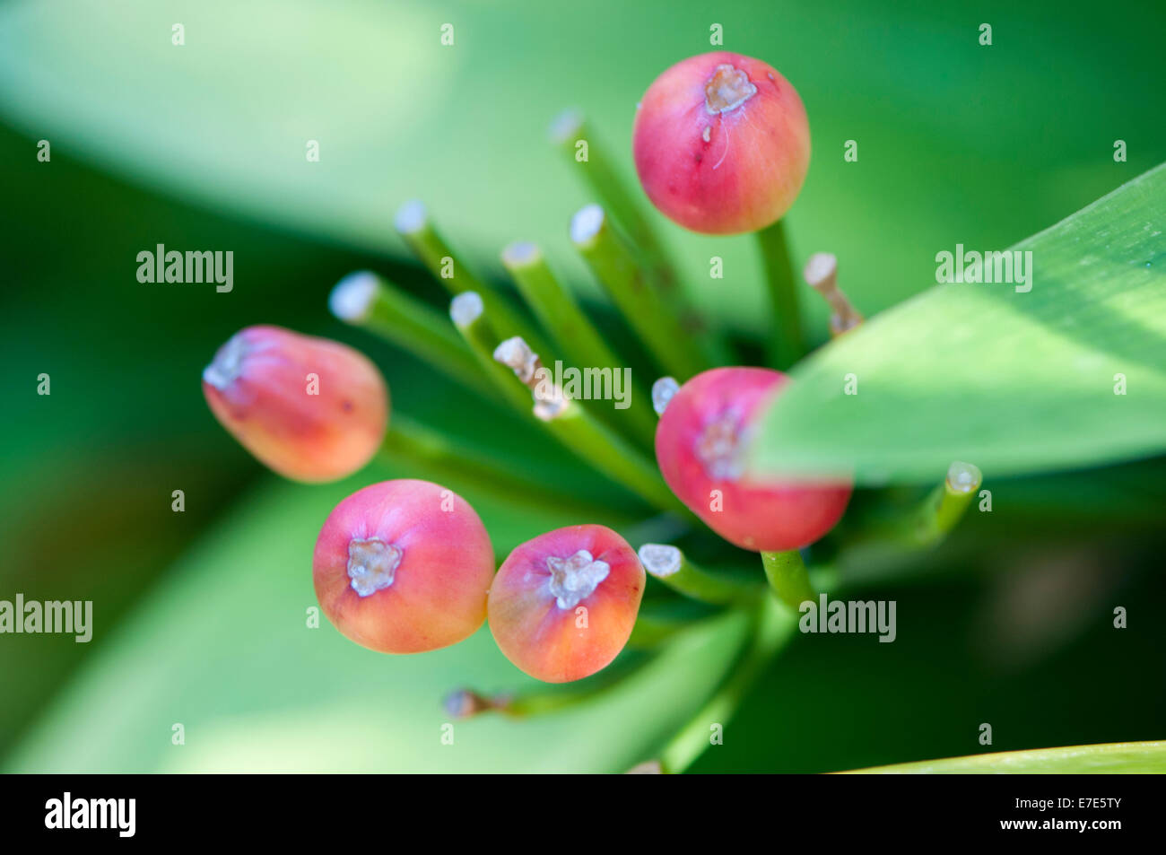 colorful flowers in the rainforest Stock Photo - Alamy