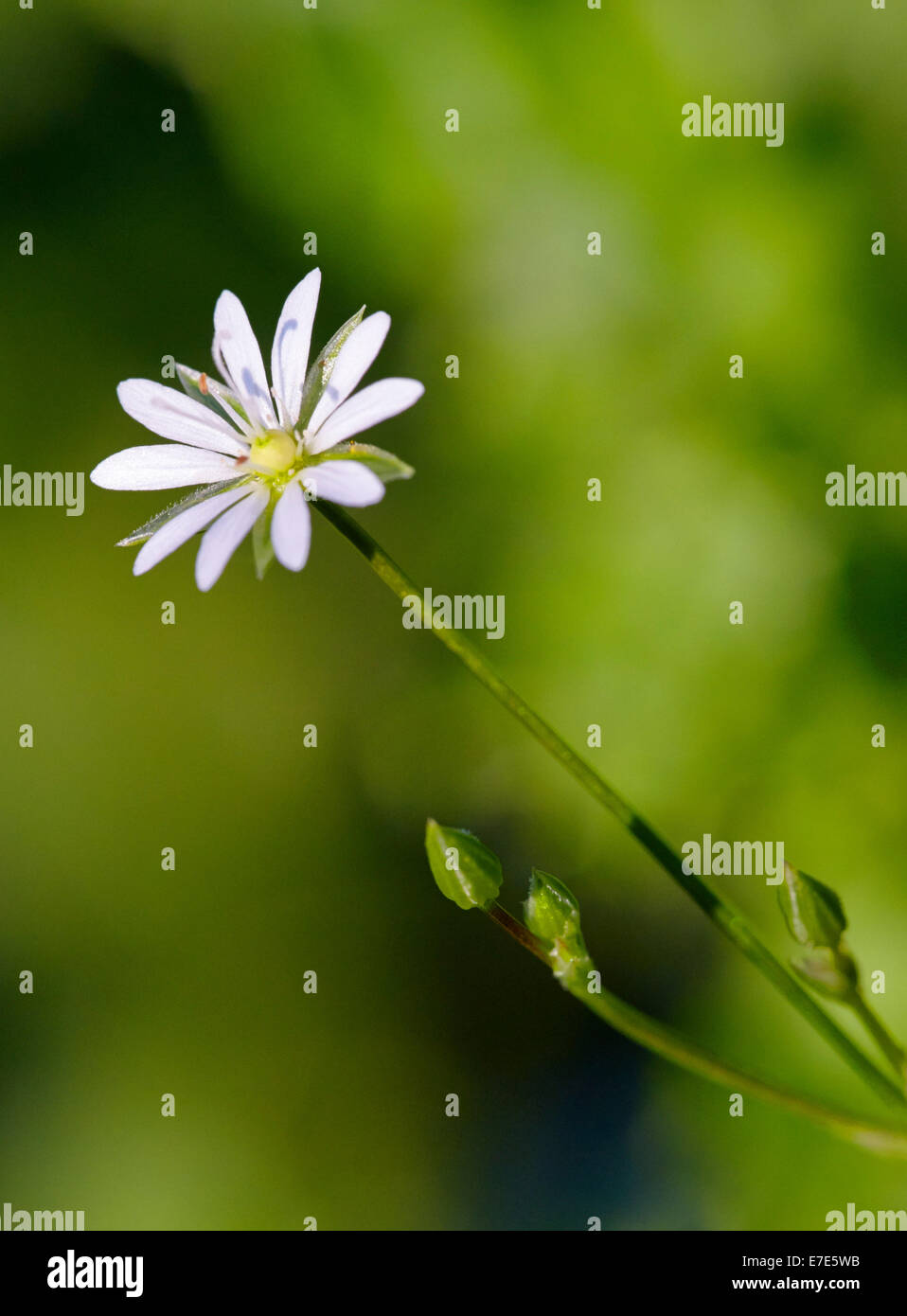Lesser Stitchwort Stock Photos & Lesser Stitchwort Stock Images - Alamy