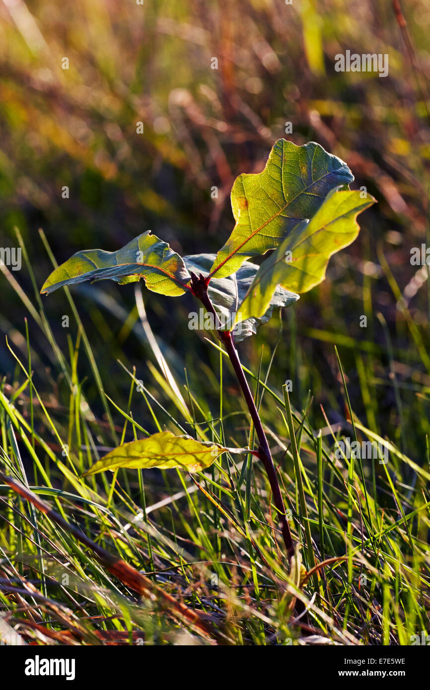 Oak sapling hi-res stock photography and images - Alamy
