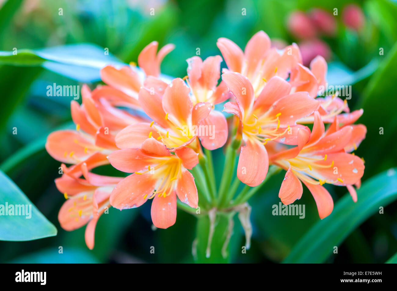 colorful flowers in the rainforest Stock Photo - Alamy