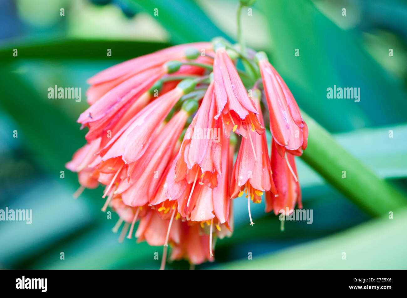 colorful flowers in the rainforest Stock Photo - Alamy