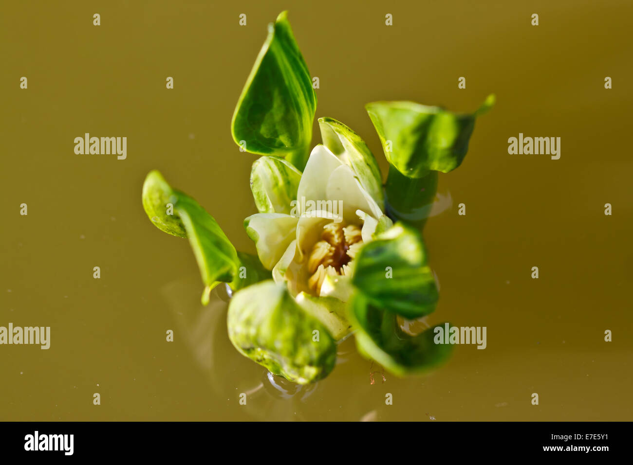 pollen of lotus Stock Photo - Alamy