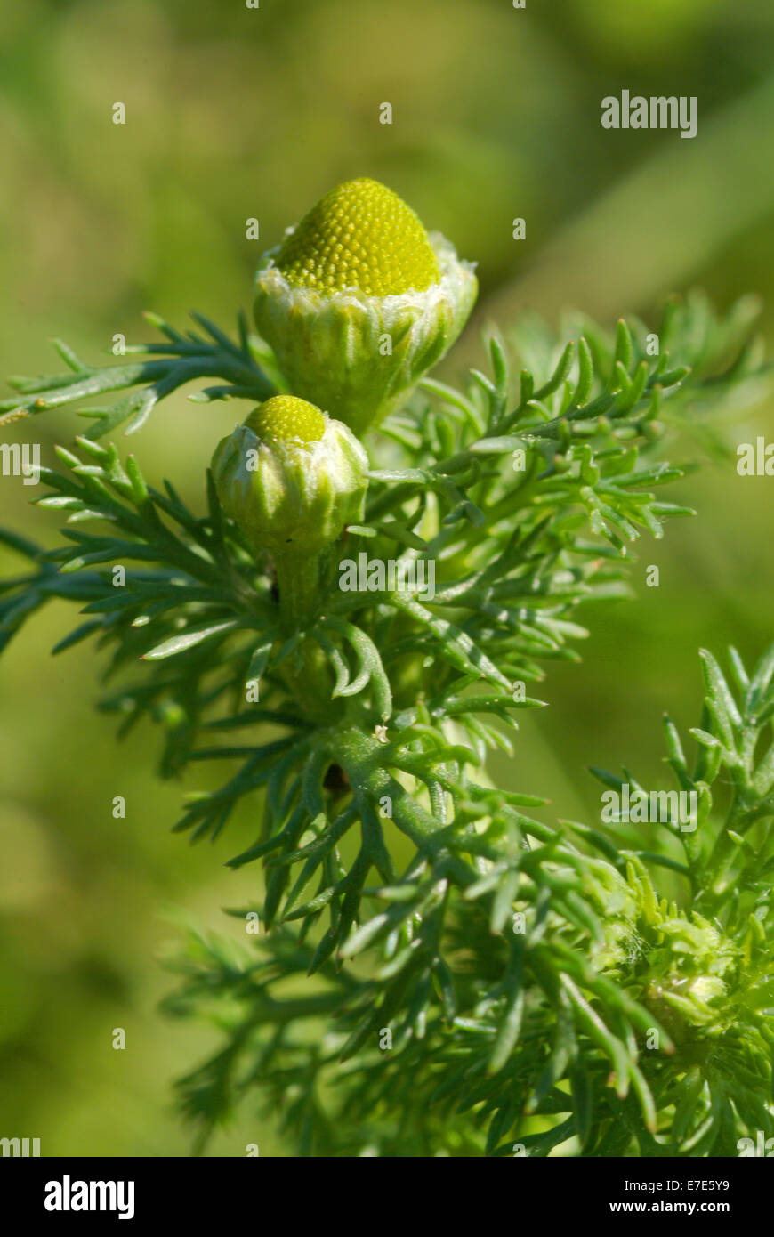 disc mayweed, matricaria discoidea Stock Photo - Alamy