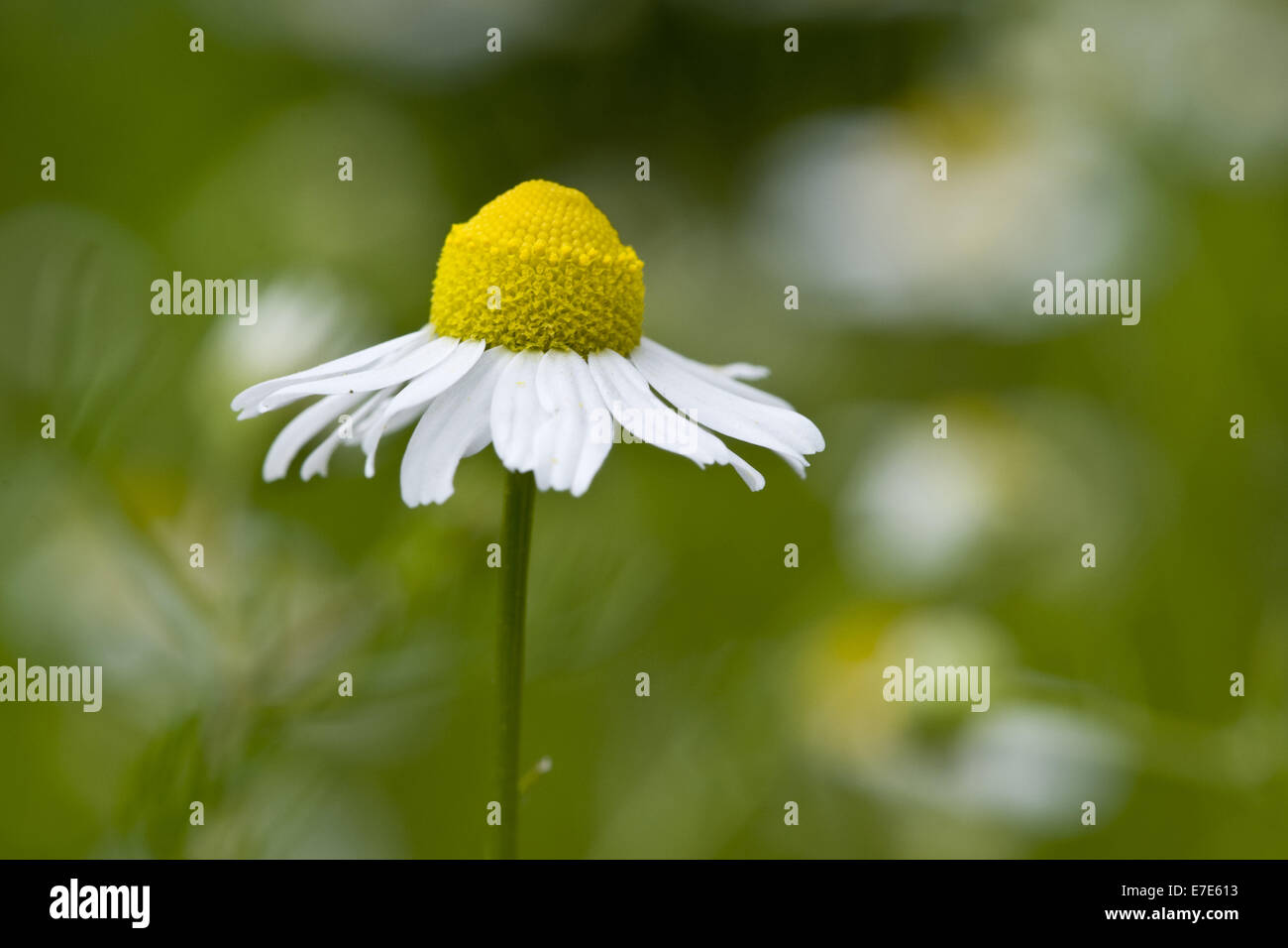 german chamomile, matricaria recutita Stock Photo - Alamy