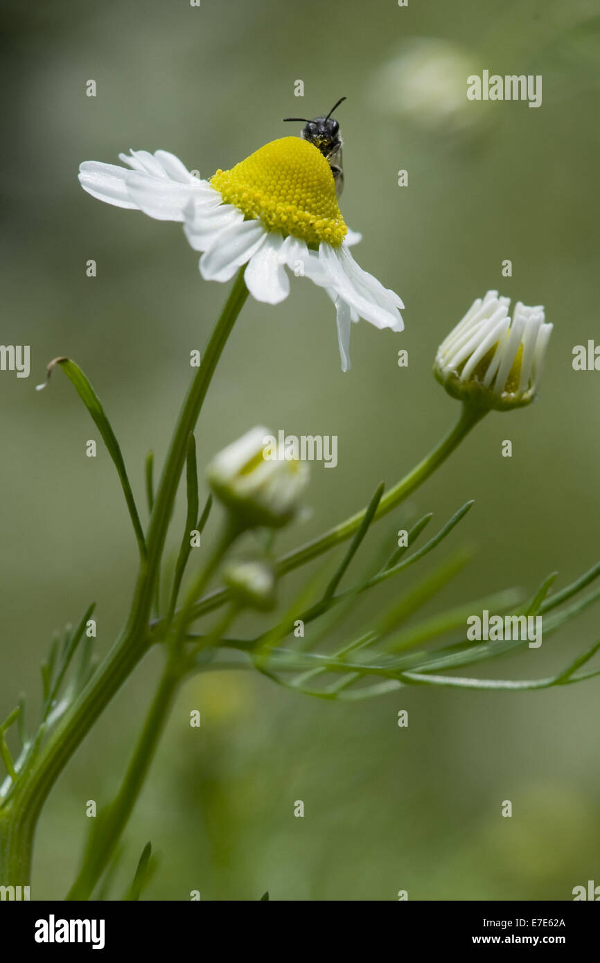 German chamomile hi-res stock photography and images - Alamy