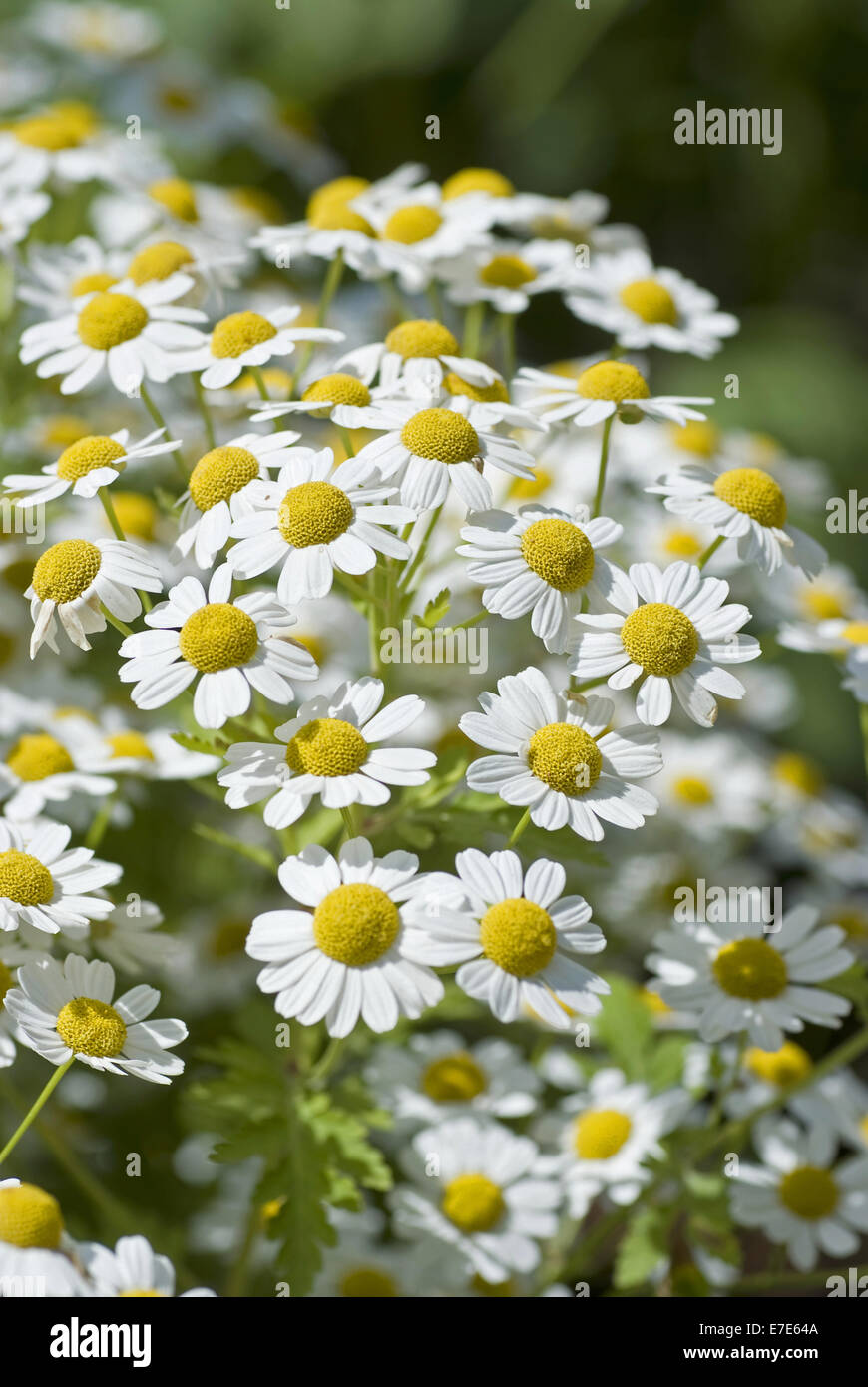 german chamomile, matricaria recutita Stock Photo - Alamy