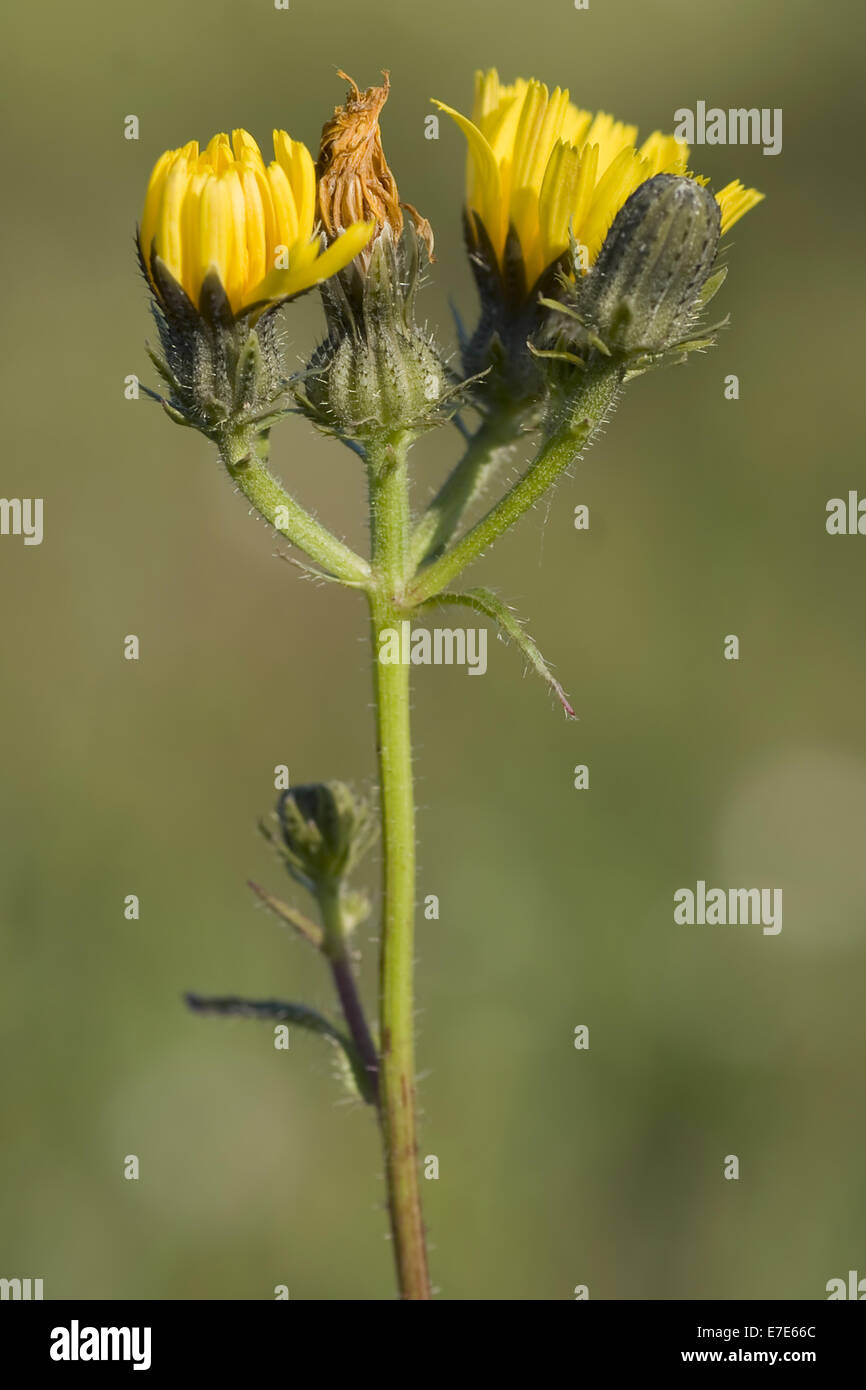 Hawkweed oxtongue picris hieracioides hi-res stock photography and ...