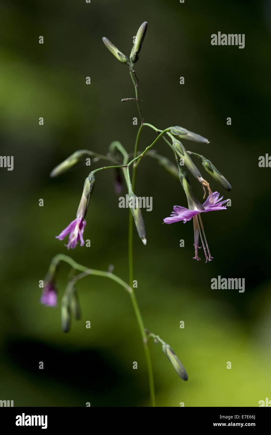Prenanthes purpurea hi-res stock photography and images - Alamy