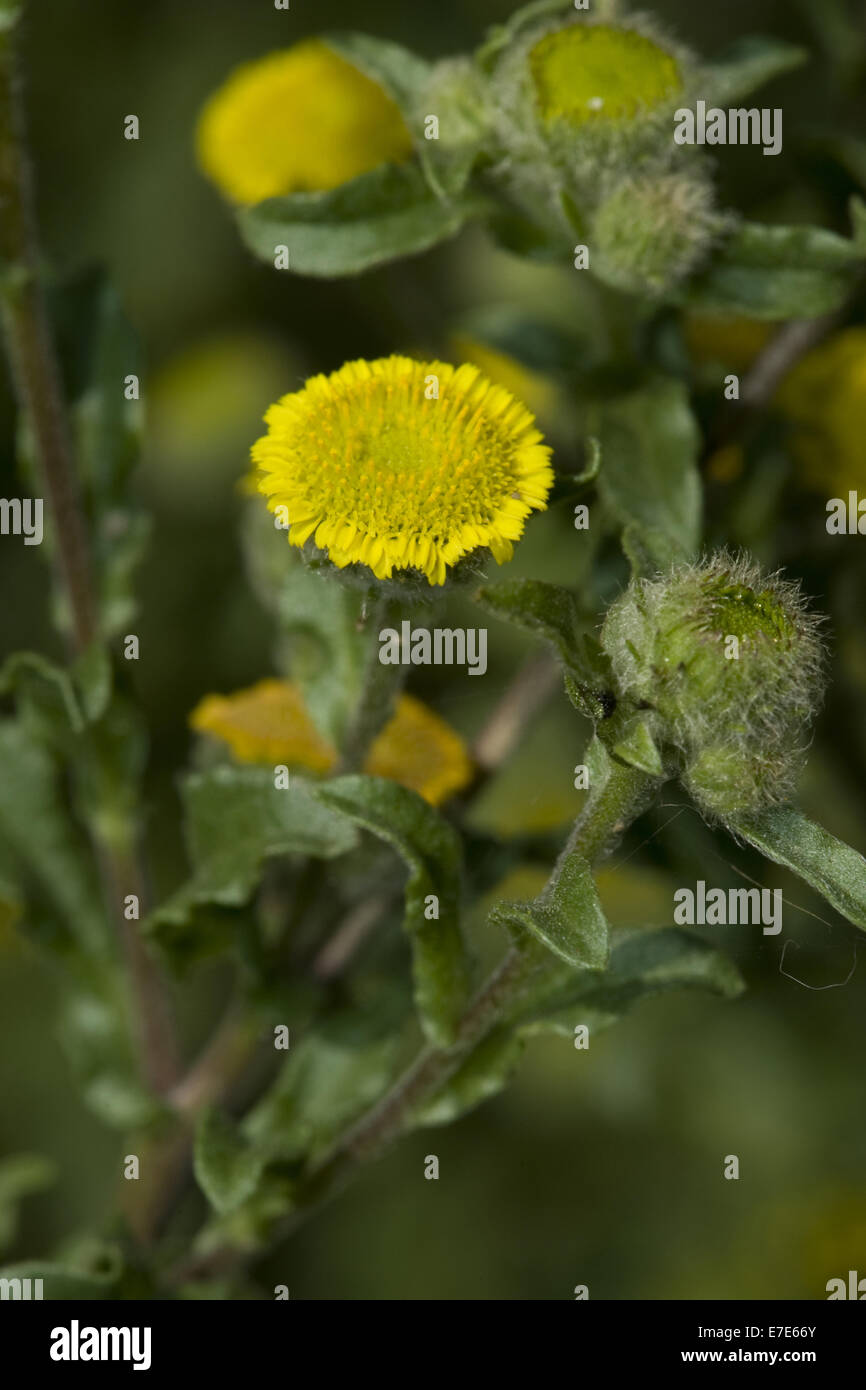 small fleabane, pulicaria vulgaris Stock Photo - Alamy