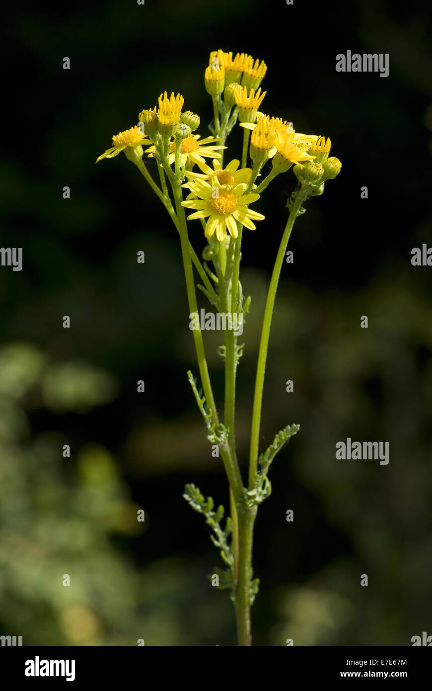Senecio flowers hi-res stock photography and images - Alamy