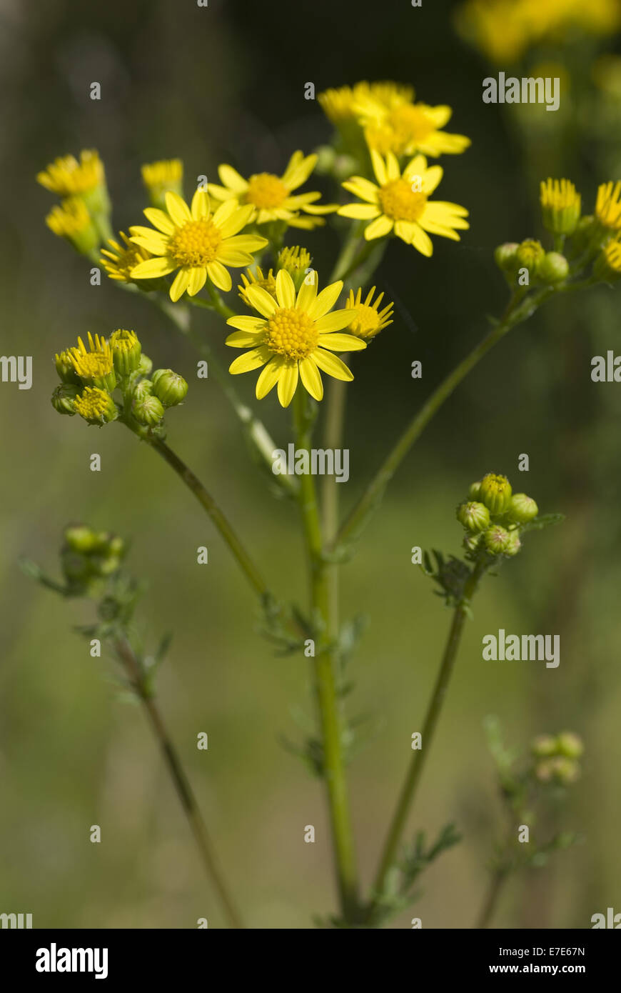 Ragwort hi-res stock photography and images - Alamy