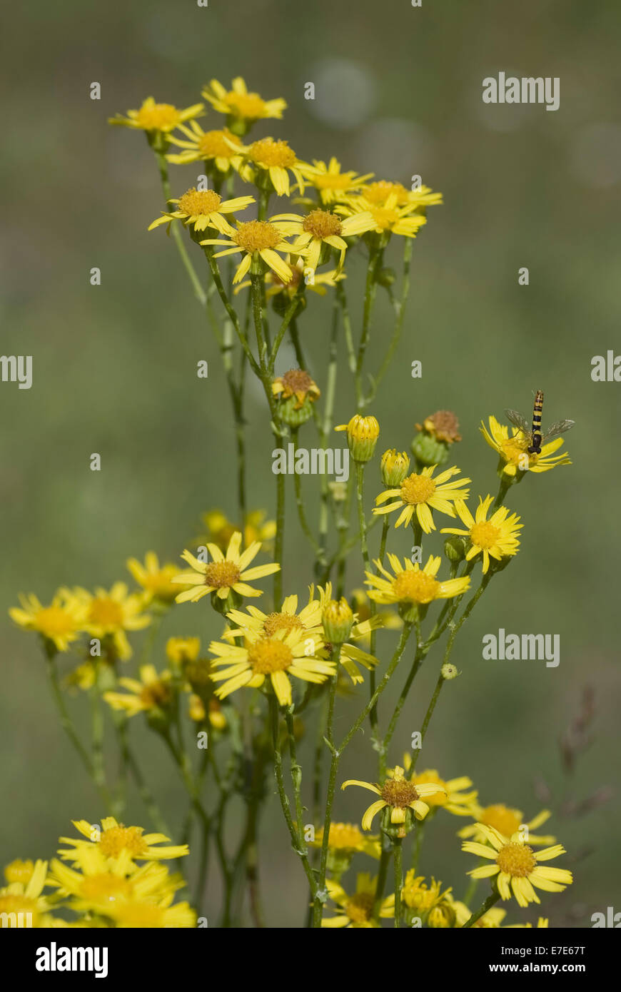 st. james-wort, senecio jacobaea Stock Photo - Alamy