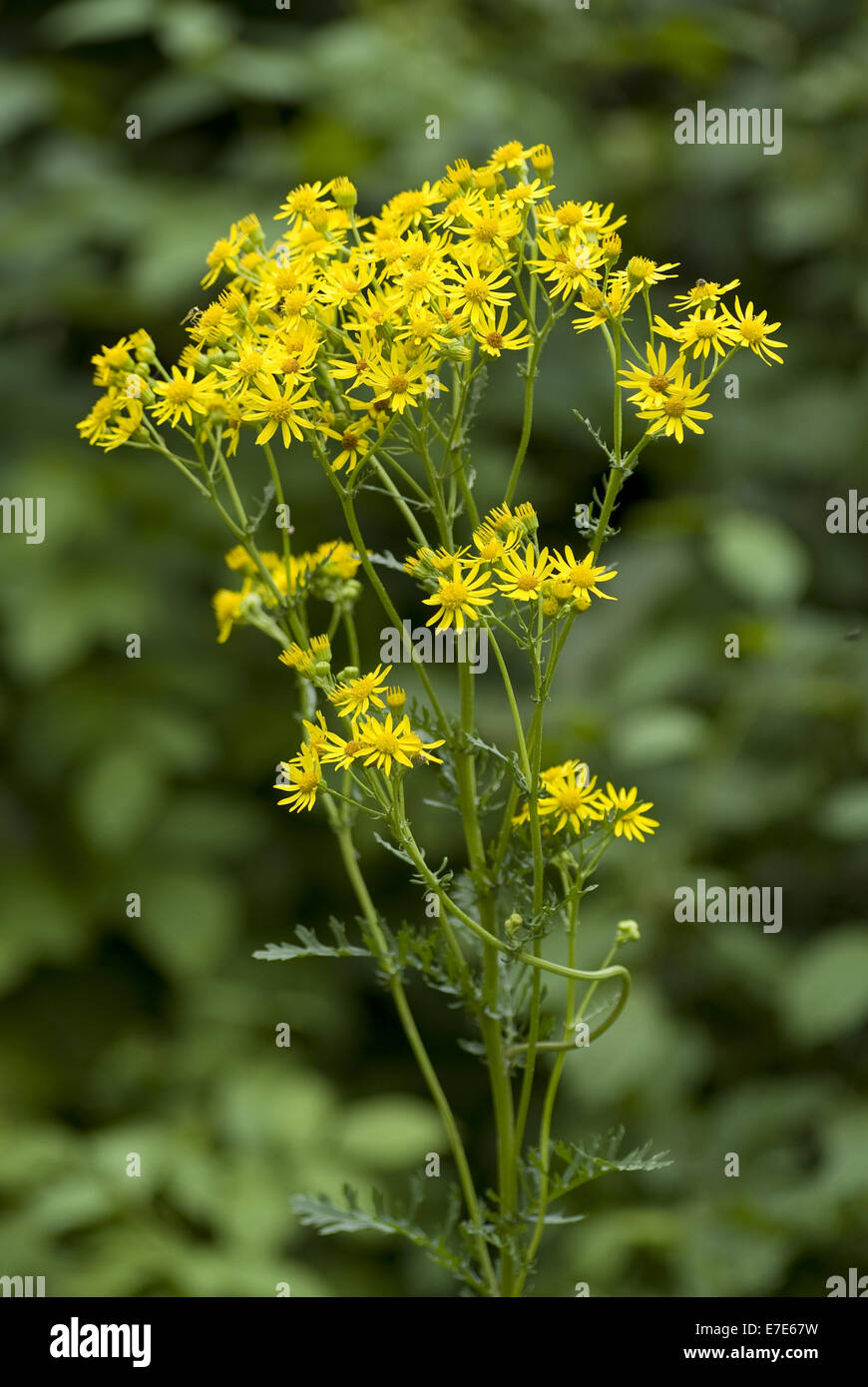 st. james-wort, senecio jacobaea Stock Photo - Alamy