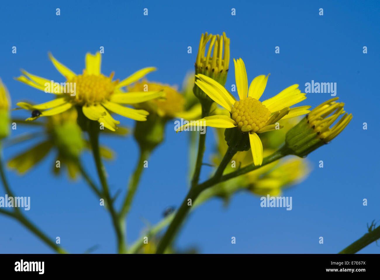 st. james-wort, senecio jacobaea Stock Photo - Alamy