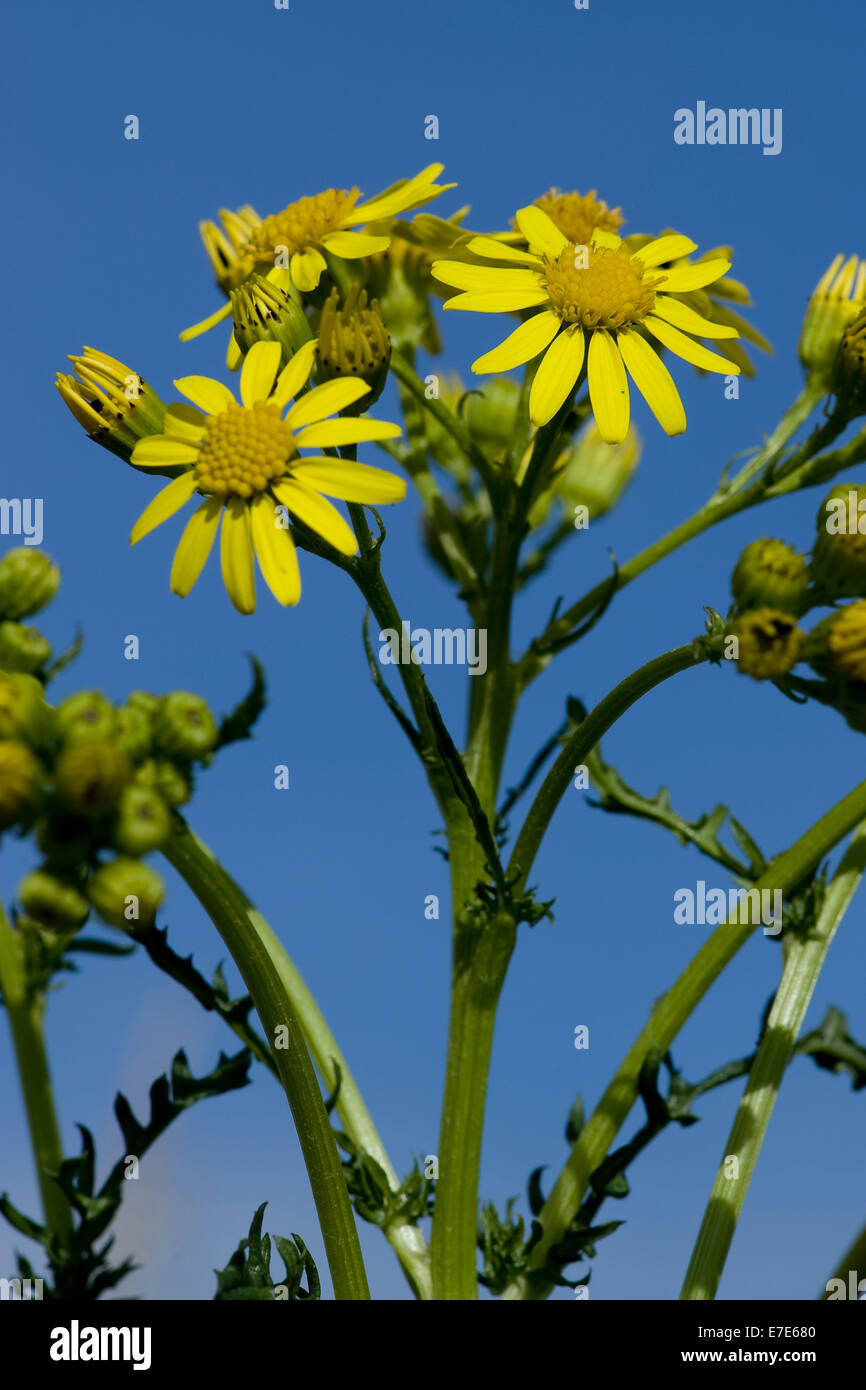 St james wort hi-res stock photography and images - Alamy