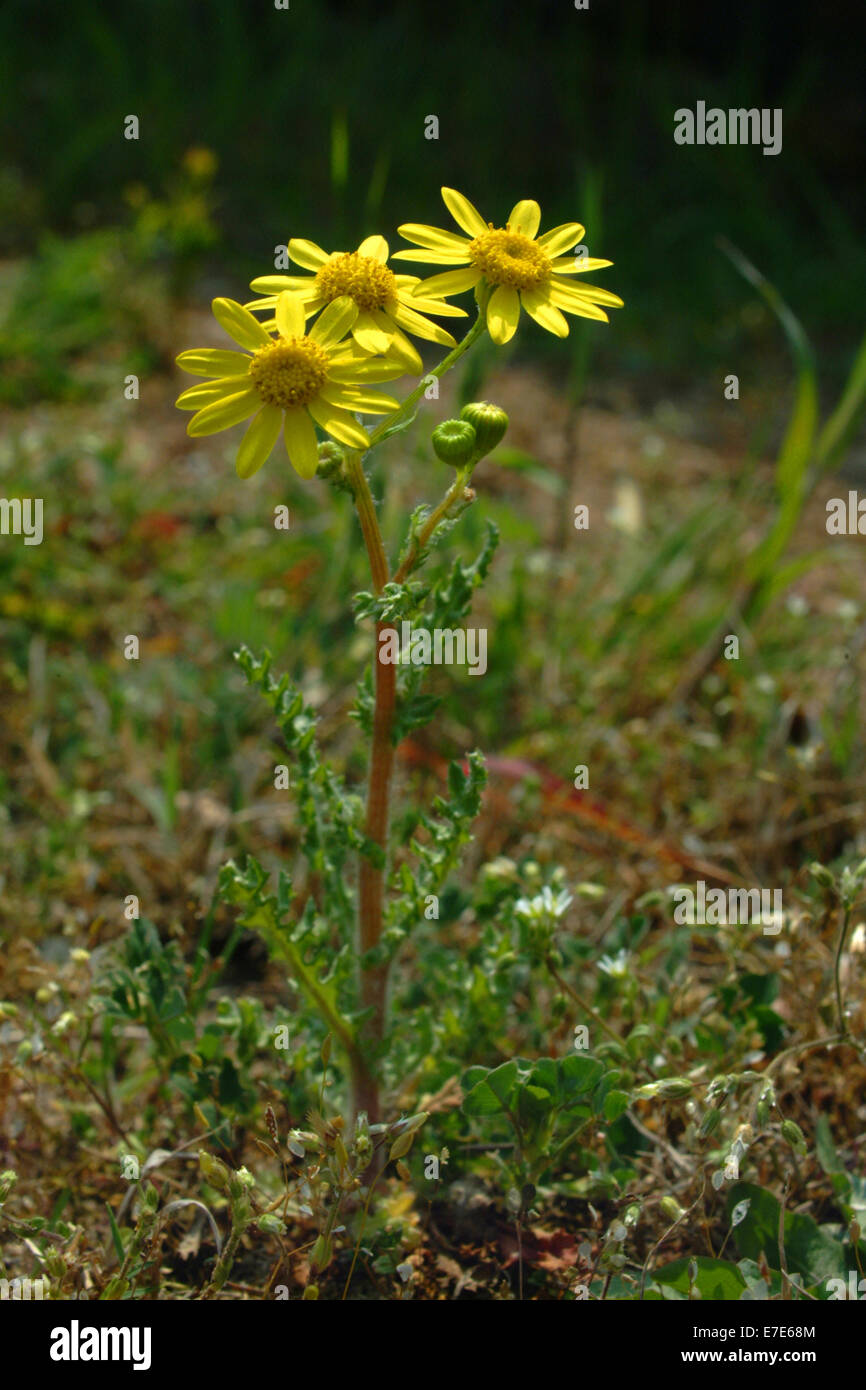 Eastern groundsel flowers hi-res stock photography and images - Alamy