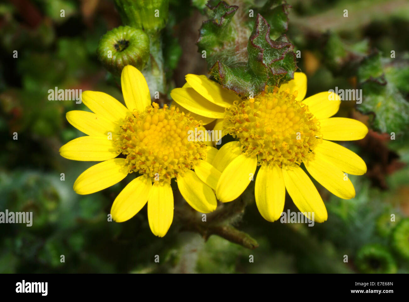 Spring groundsels hi-res stock photography and images - Alamy