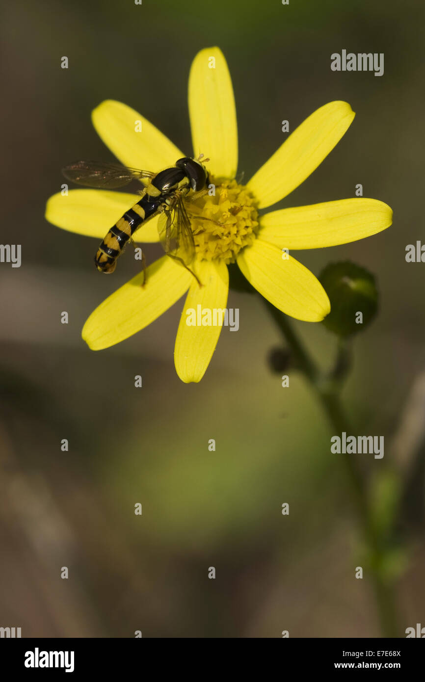eastern groundsel, senecio vernalis Stock Photo - Alamy