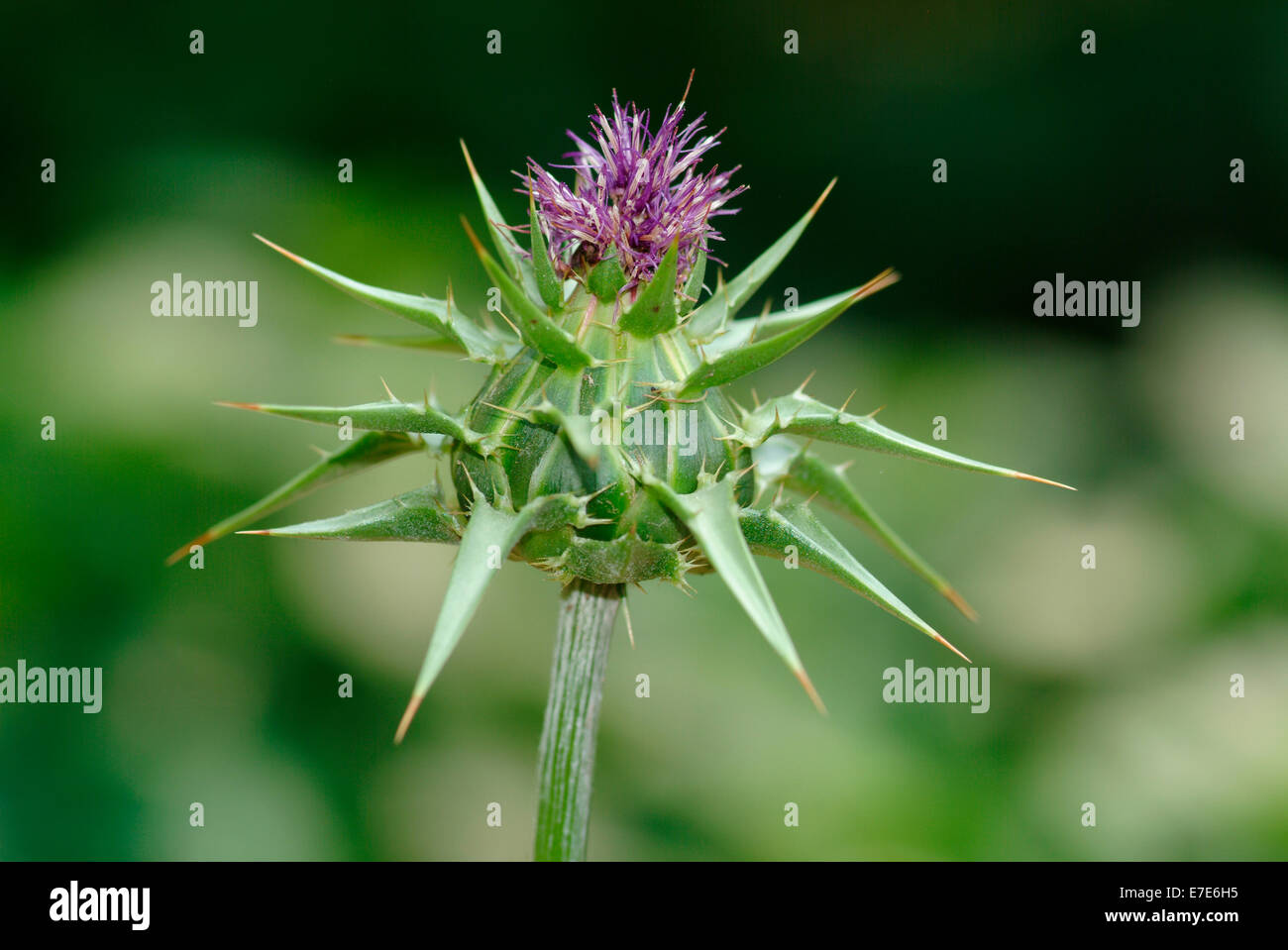 Blessed milk thistles hi-res stock photography and images - Alamy