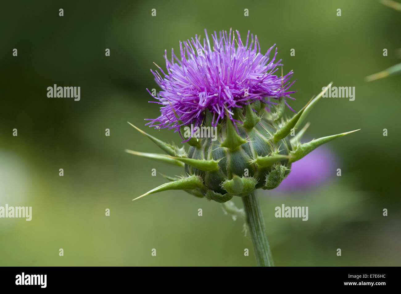 Blessed milk thistles hi-res stock photography and images - Alamy