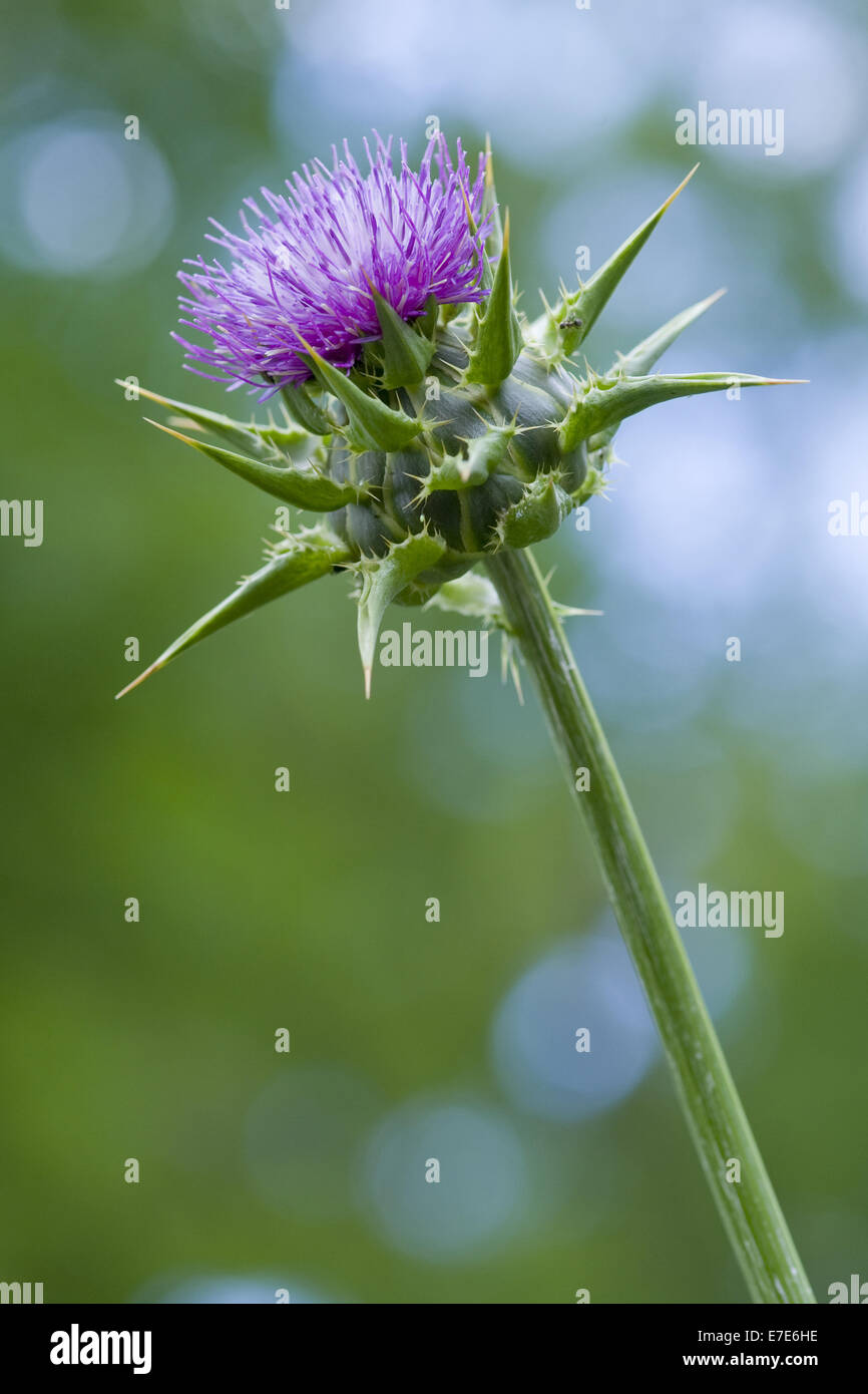 blessed milk thistle, silybum marianum Stock Photo - Alamy