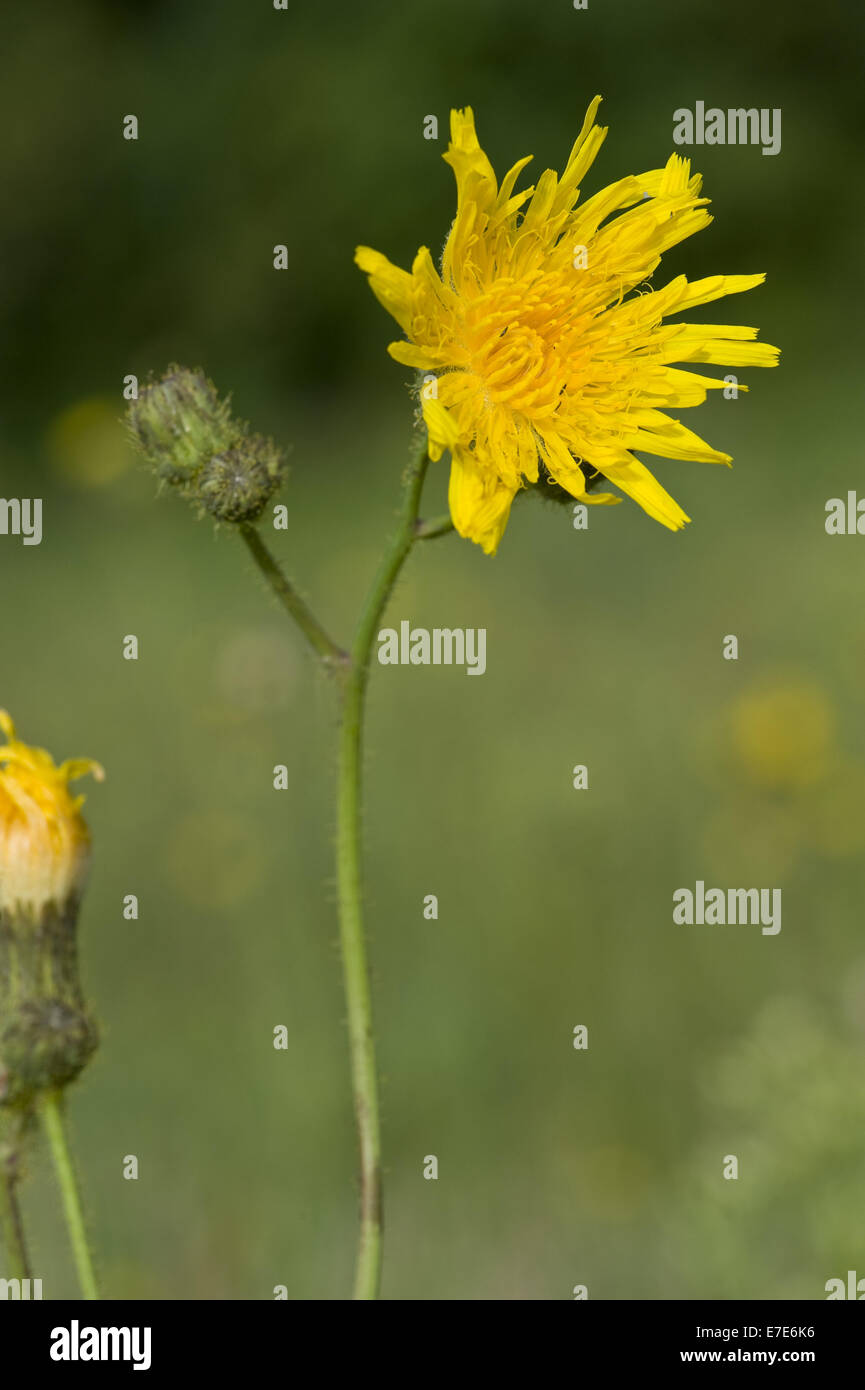 Field sow thistle hi-res stock photography and images - Alamy
