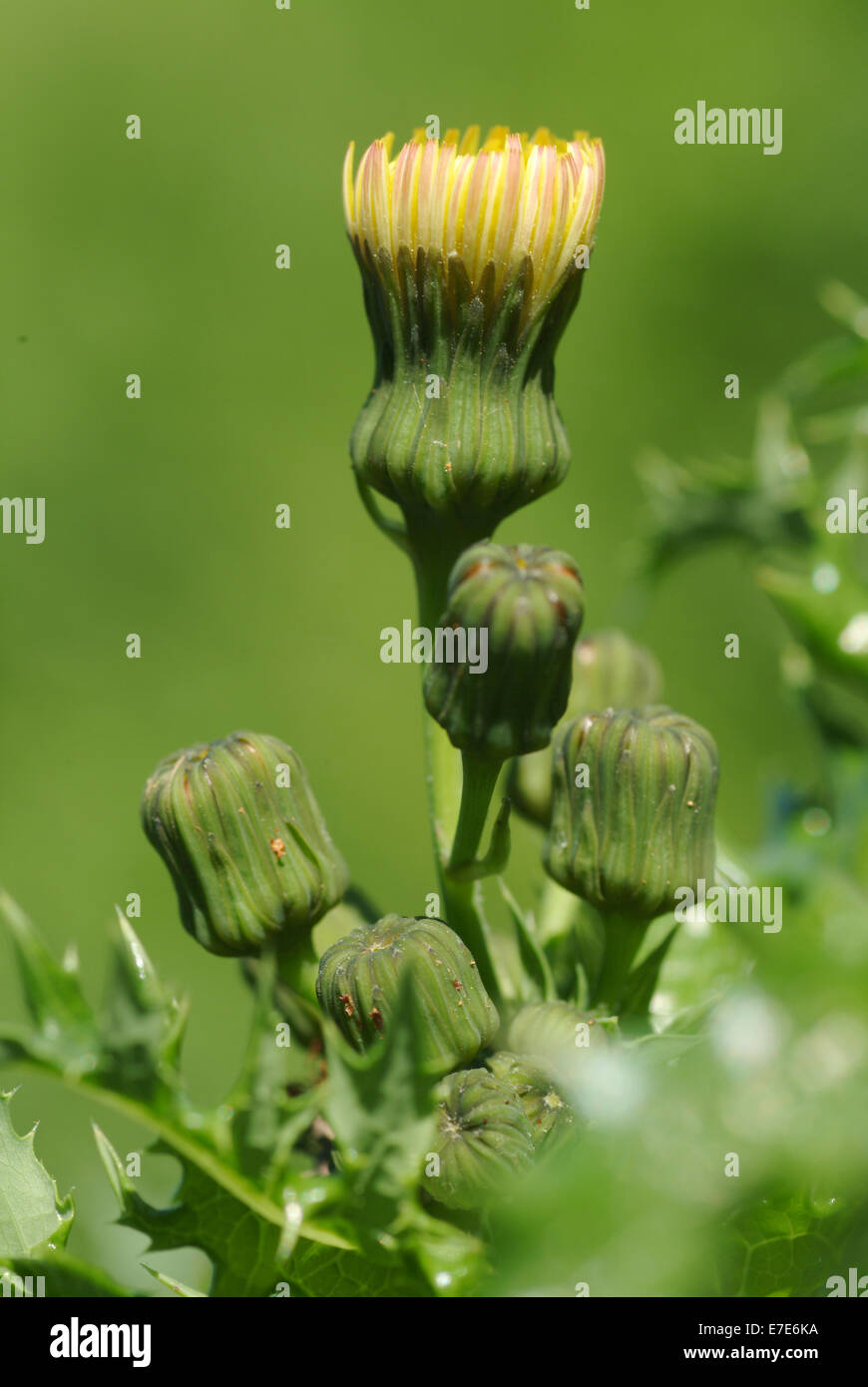 Asper hi-res stock photography and images - Alamy