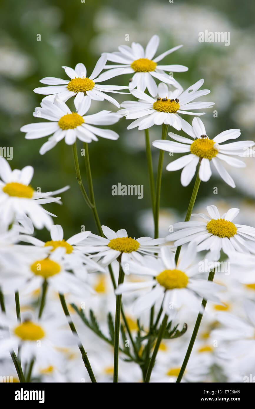 White tansy hi-res stock photography and images - Alamy