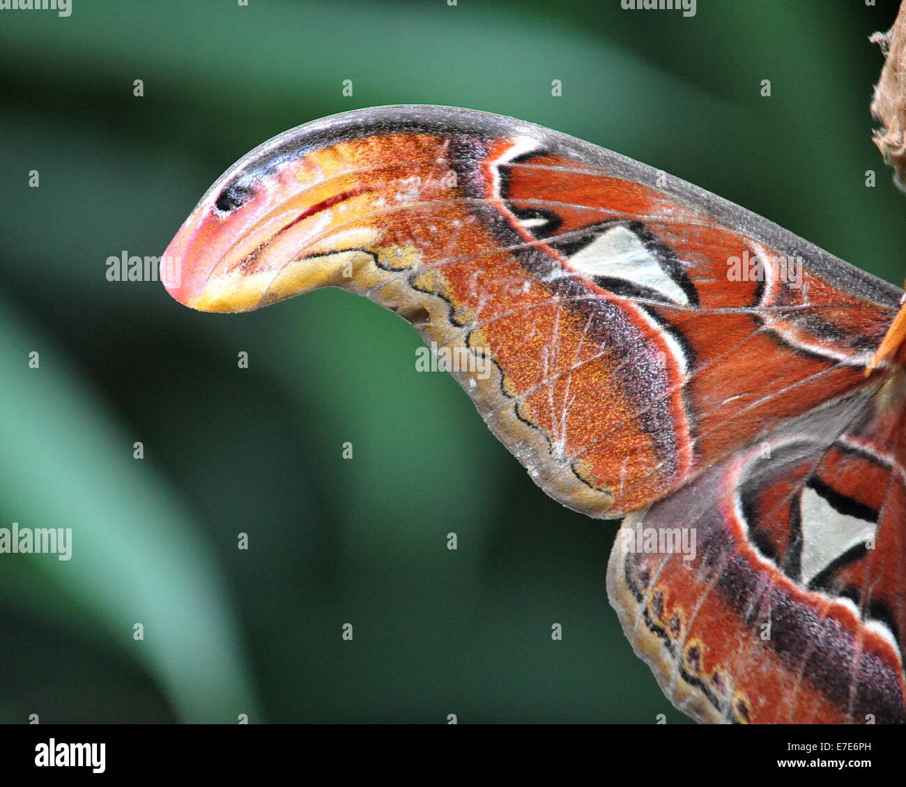 The Atlas moth (Attacus Atlas), the largest moth in the world in terms ...