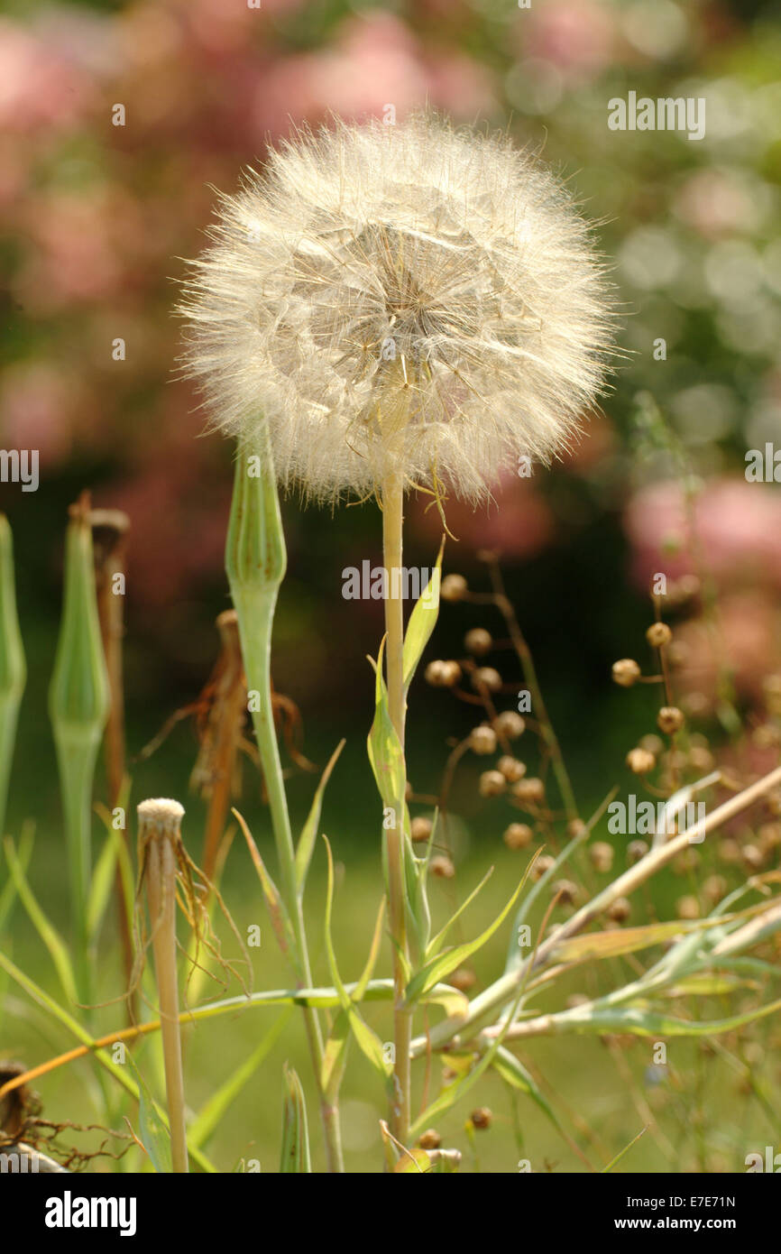 White Salsify High Resolution Stock Photography and Images - Alamy